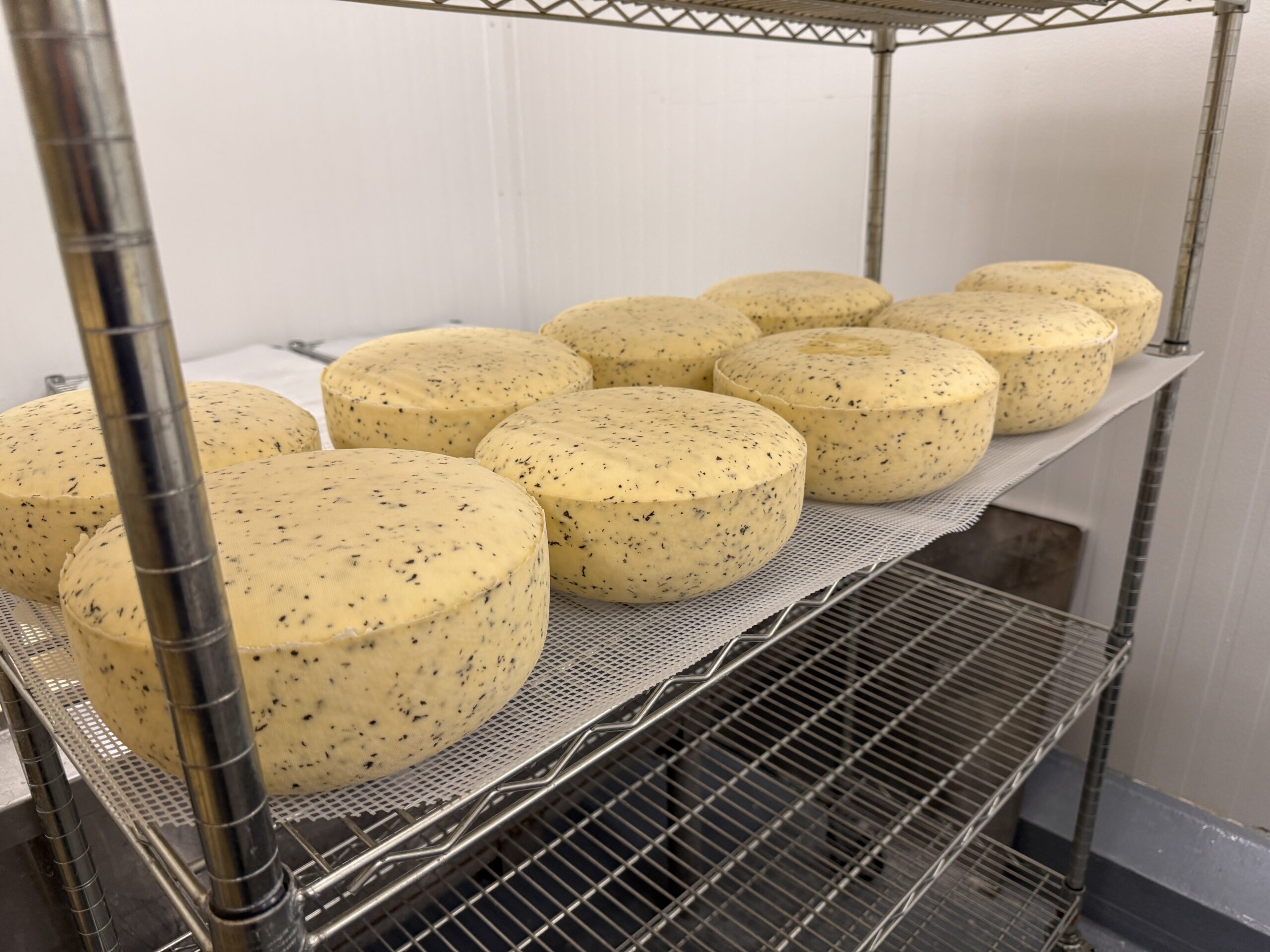 5 Cheese wheels seasoned with herbs – Anacortes Food Coop